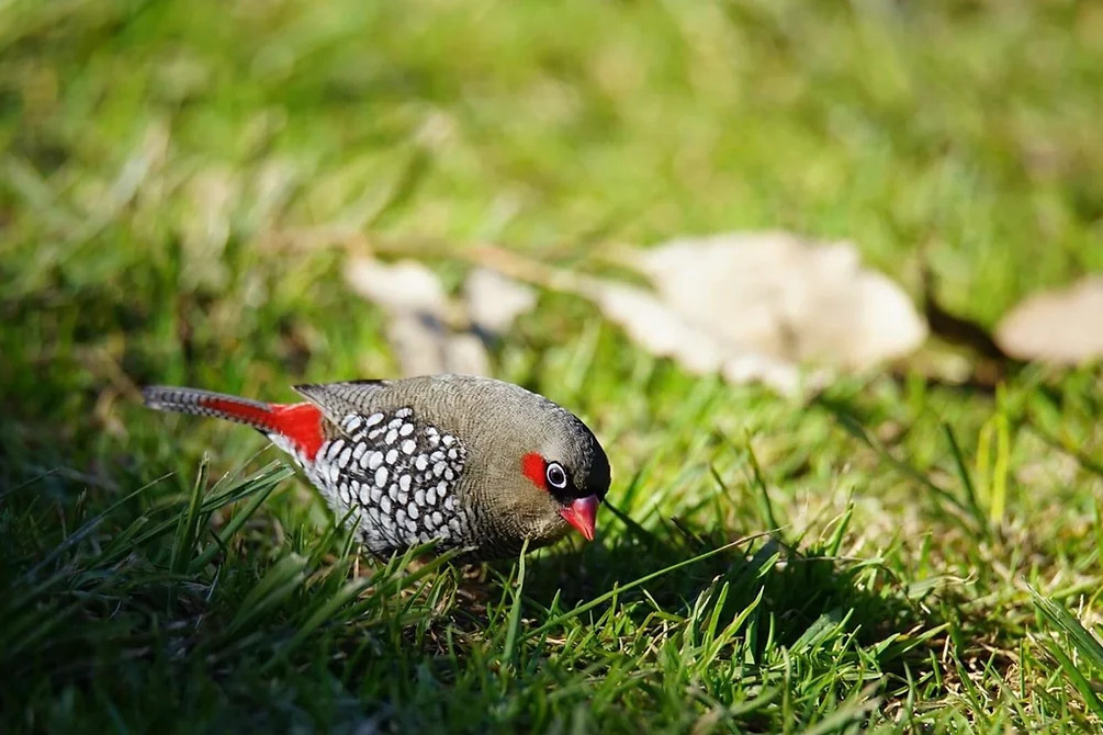 Bird spotting Competition